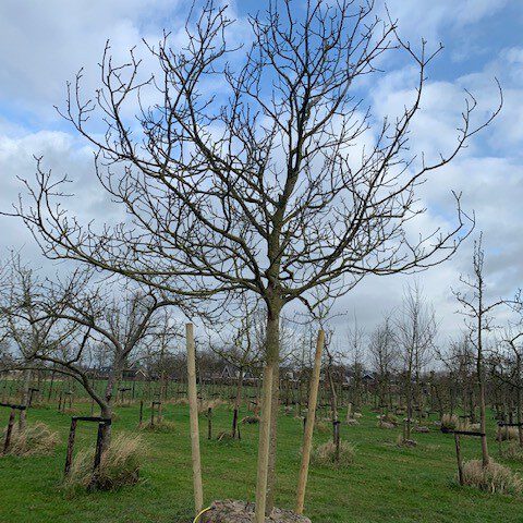 Walnotenboom van circa 35-40 jaar oud - Schouten Bomen