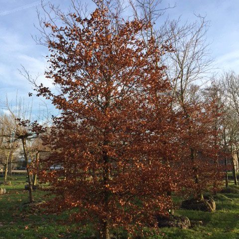 Groene beuk sierboom van circa 25 jaar oud - Schouten Bomen & Loonbedrijf