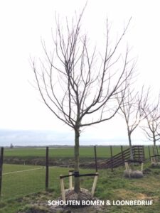 Walnotenboom van circa 25-30 jaar oud - Schouten Bomen