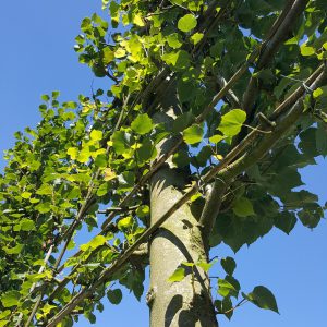 Leilinde sierboom van circa 20 jaar oud - Schouten Bomen & Loonbedrijf