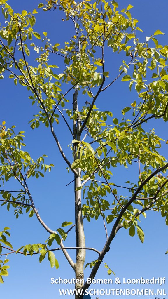 Walnotenboom van circa 15 jaar oud - Schouten Bomen & Loonbedrijf