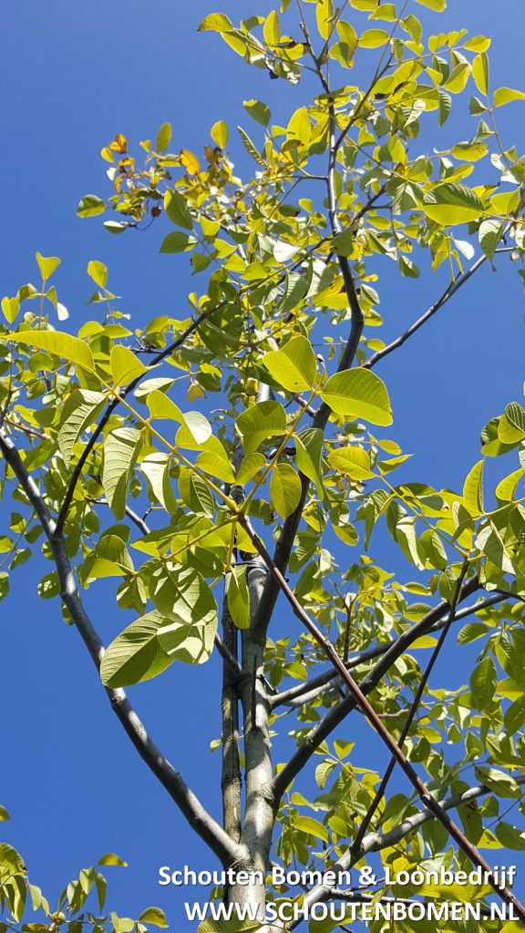 Walnotenboom van circa 15 jaar oud - Schouten Bomen & Loonbedrijf
