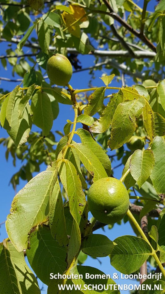 Walnotenboom van circa 25-30 jaar oud - Schouten Bomen