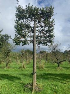 Grote Leilinden te koop - Schouten Bomen en Loonbedrijf