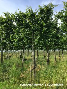 Grote Leilinden te koop - Schouten Bomen en Loonbedrijf