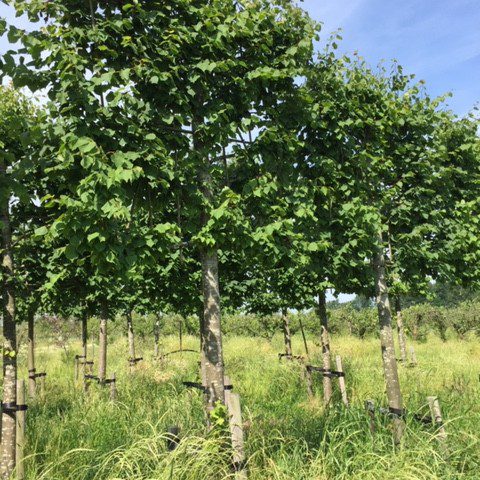 Grote Leilinden te koop - Schouten Bomen en Loonbedrijf