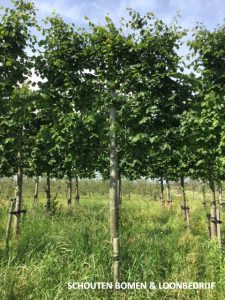 Grote Leilinden te koop - Schouten Bomen en Loonbedrijf