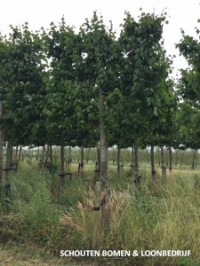 Grote Leilinden te koop - Schouten Bomen en Loonbedrijf