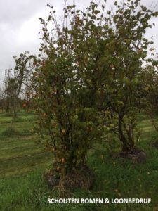 Hazelaar/ Hazelnootboom - Schouten Bomen