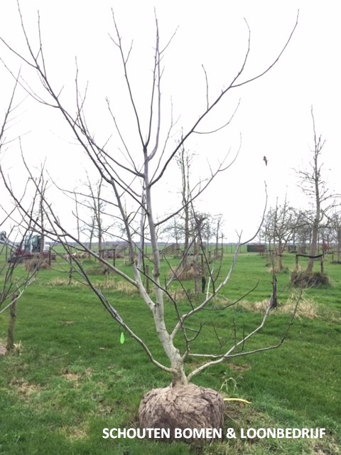 Walnotenboom/ walnootboom - Schouten Bomen & Loonbedrijf