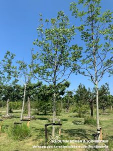 Walnotenboom van circa 25-30 jaar oud - Schouten Bomen