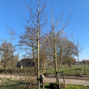 Walnotenboom van circa 25-30 jaar oud - Schouten Bomen