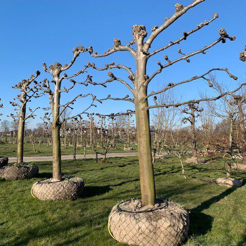 Grote Leilinde - Schouten Bomen & Loonbedrijf